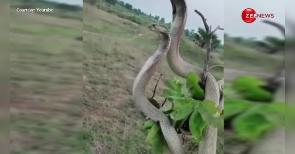 pair of snakes openly romance in the field you get jealous after ...