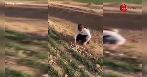 peacock was guarding eggs greedy woman did such a thing that you could ...