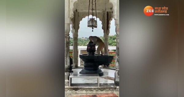 Monkey sitting on top of Shivling mandir started kissing him shivling ...