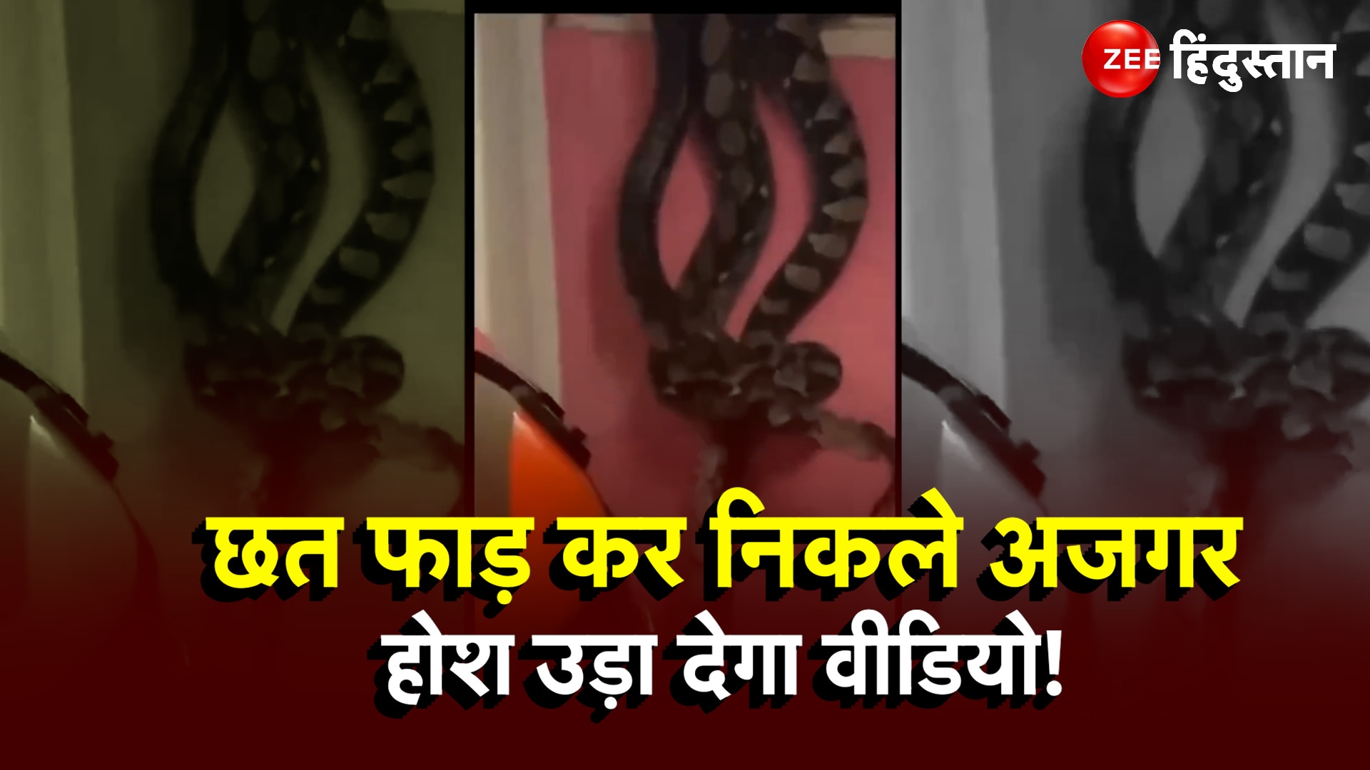 ajgar viral video giant python falls through ceiling of a house video ...