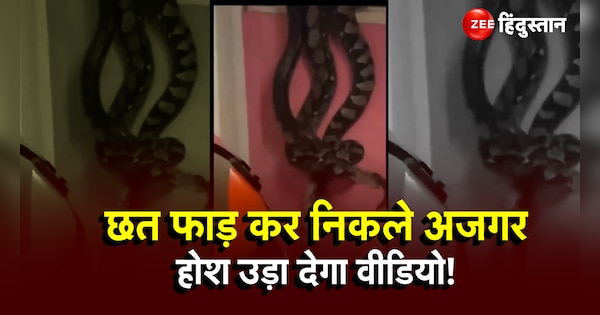 ajgar viral video giant python falls through ceiling of a house video ...