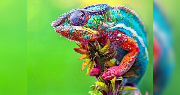 know why and how does a chameleon change its colour | आखिर गिरगिट क्यों ...