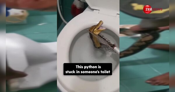 20 feet long demon like python emerged from the washroom video got ...