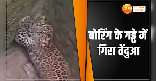 amroha Leopard found in borwell stucked and rescued by forest ...