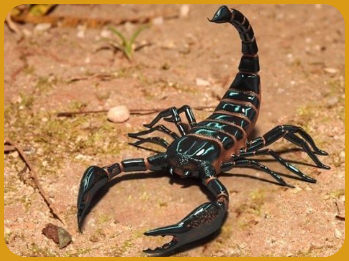 Interesting Gk Quiz Why Does Scorpion Eat Its Mother As Soon As It Is Born Interesting Gk Quiz