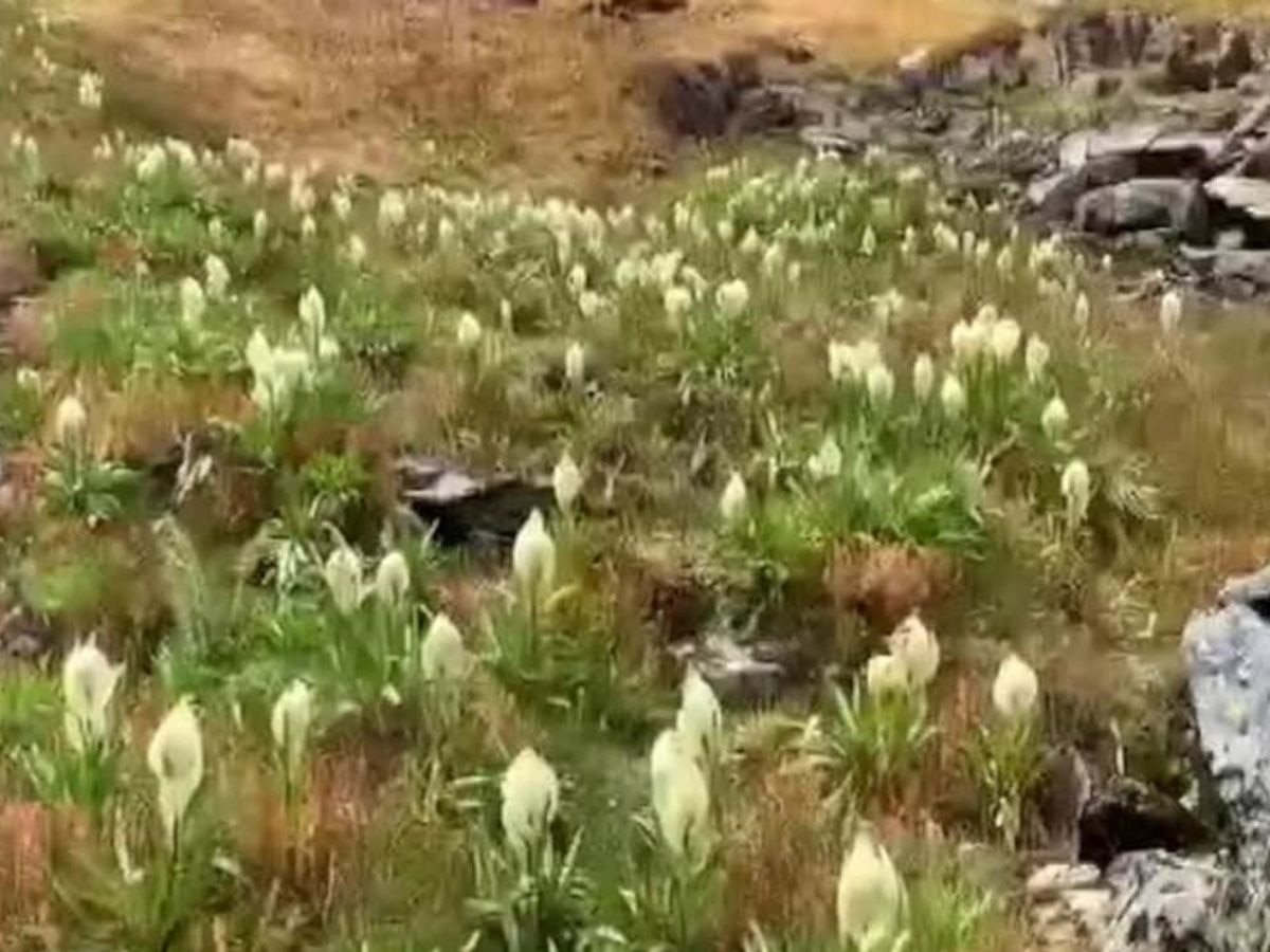 Braham kamal ka paudha vastu tips plants benefits of lotus flower ...