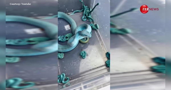sea green colored king cobra gives birth to 12 baby cobras | समुद्री ...