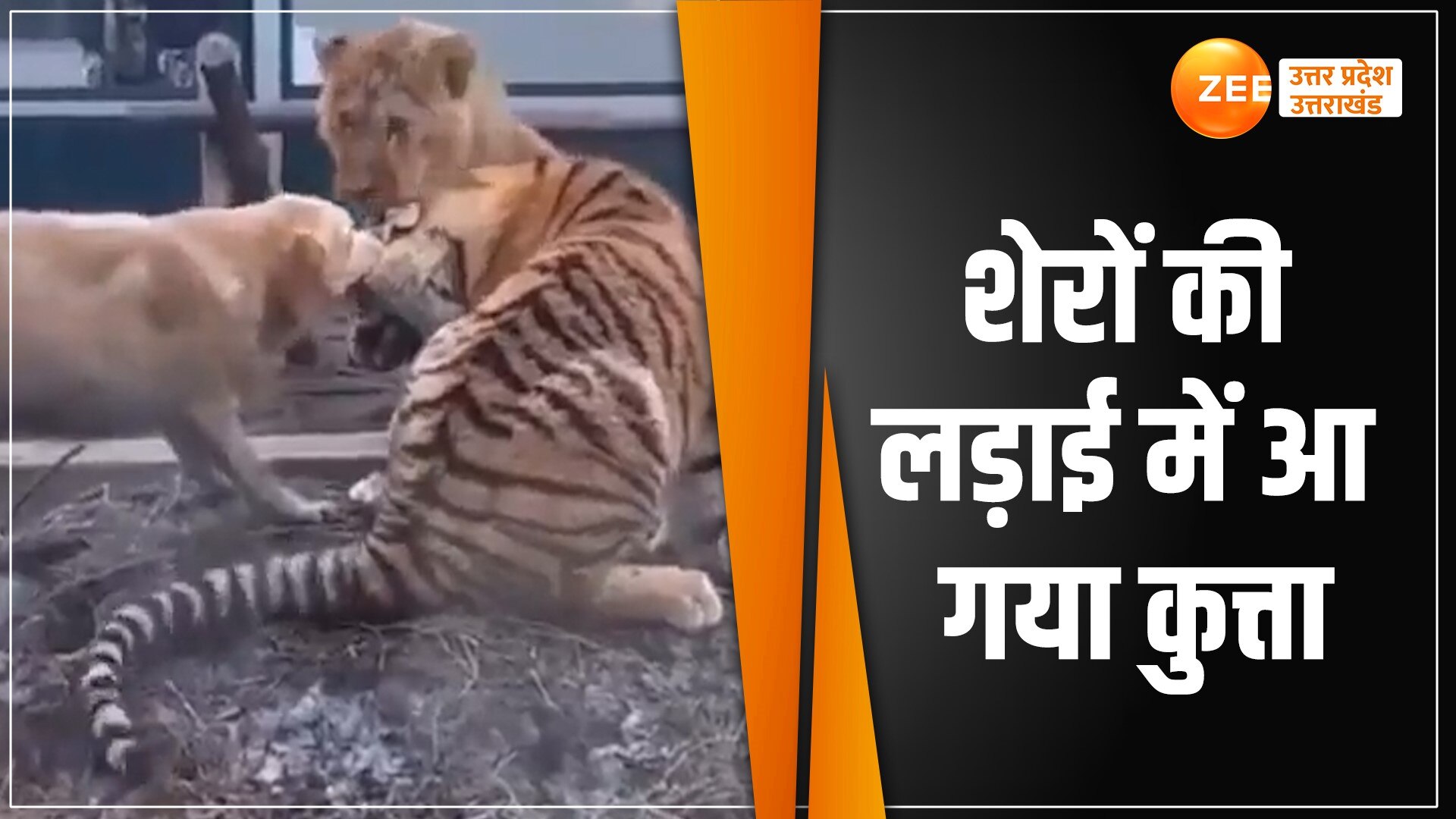 Dog tries to pacify fight of two tigers watch viral video | Viral Video ...