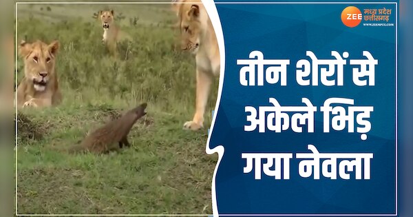 Mongoose fight with three lions video viral at social media| Animal ...