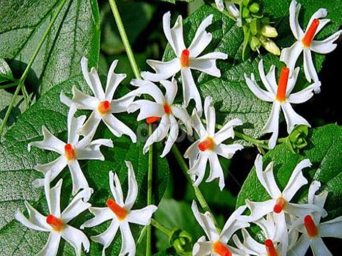 Harsingar Flower Benefits: ठंड की कई बीमारियों का इलाज करता है पारिजात ...