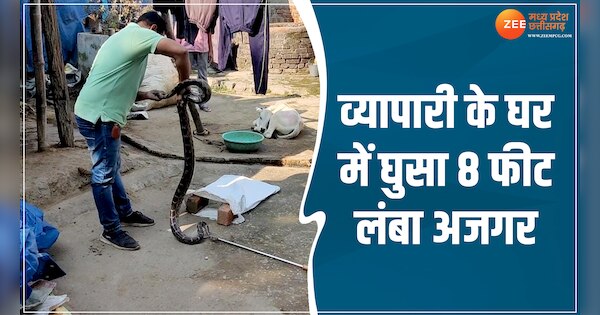 video of 8 feet long python entered businessman house in korba ...
