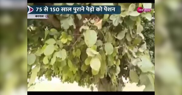 Trees pension Pran Vayu Devta scheme karnal by forest department ...