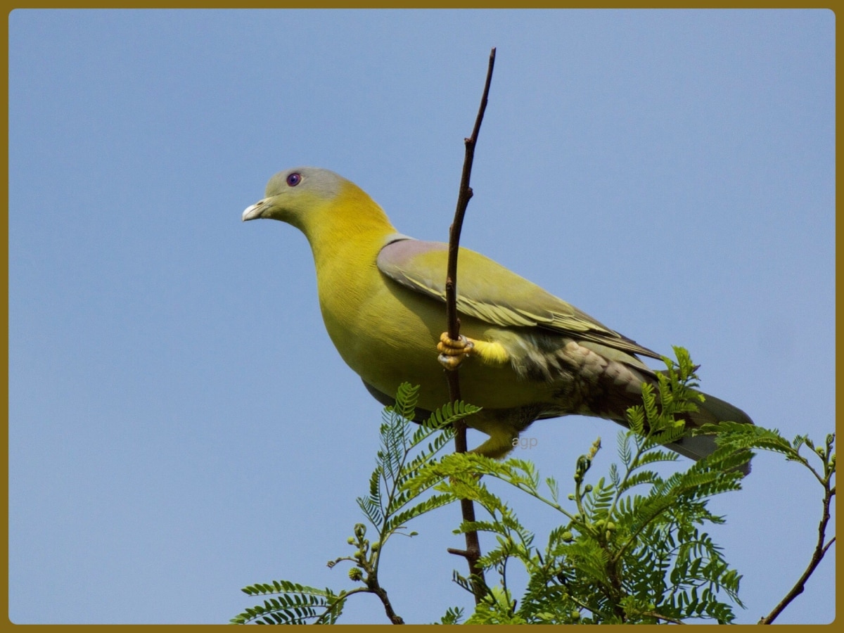 amazing facts Of green pigeon | Knowledge Story | Unique Bird | shy ...