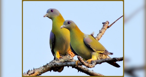 amazing facts Of green pigeon | Knowledge Story | Unique Bird | shy ...