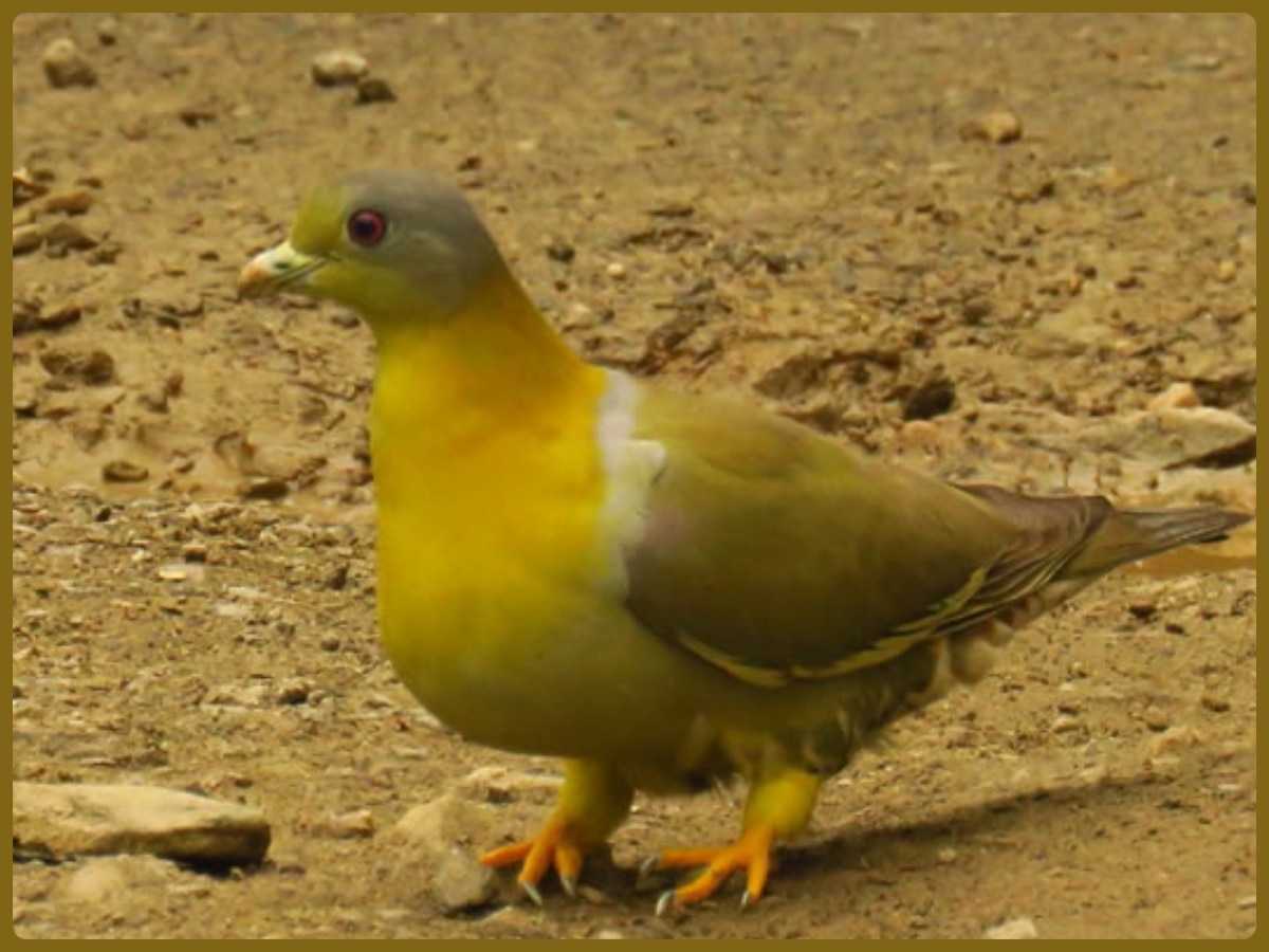 amazing facts Of green pigeon | Knowledge Story | Unique Bird | shy ...