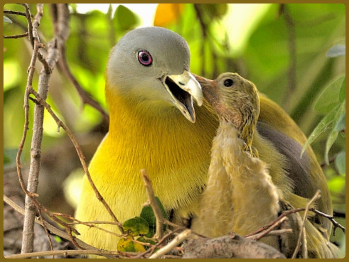 amazing facts Of green pigeon | Knowledge Story | Unique Bird | shy ...