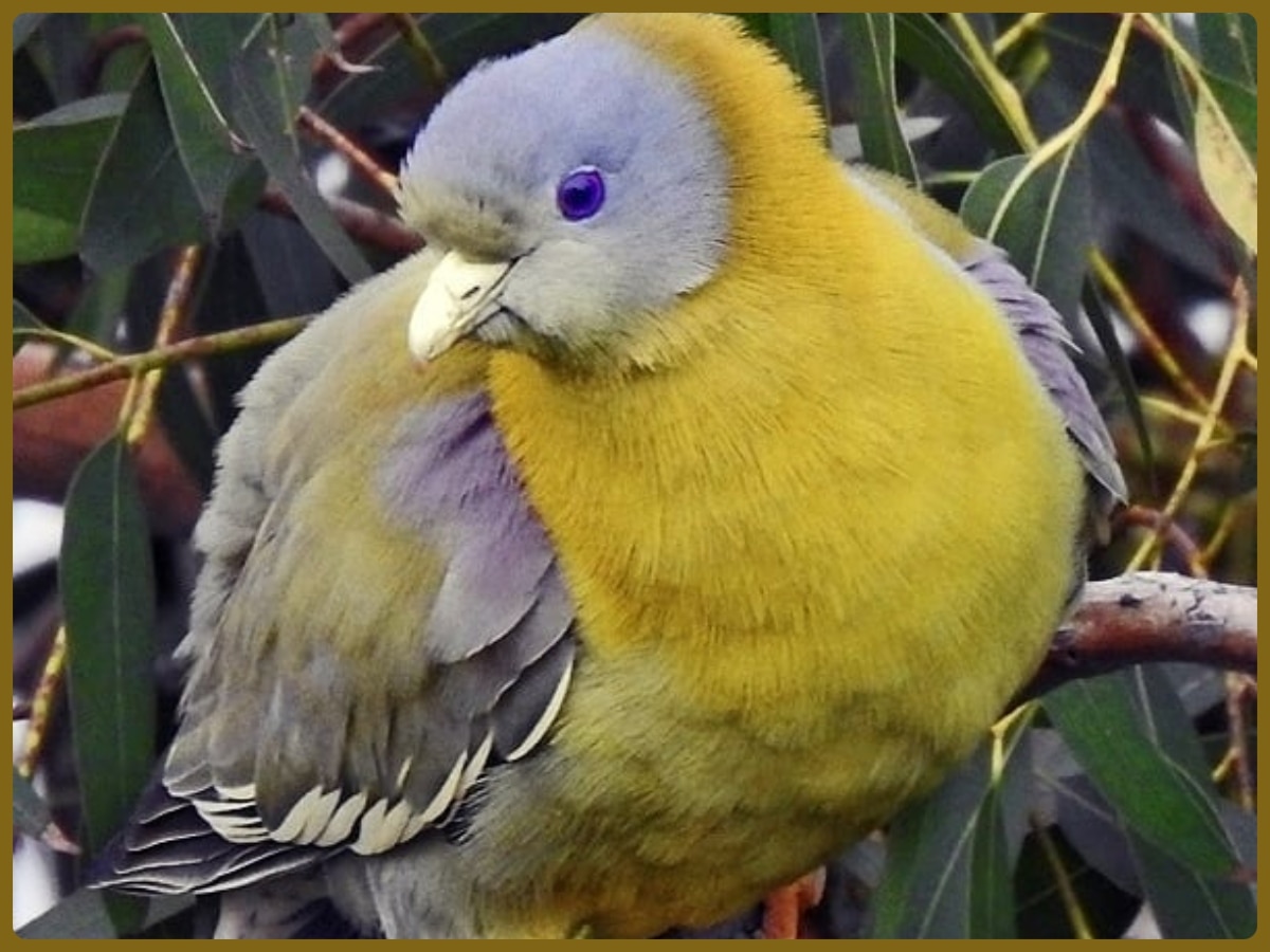 amazing facts Of green pigeon | Knowledge Story | Unique Bird | shy ...