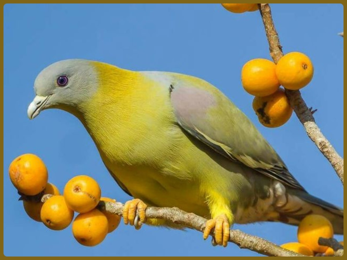 amazing facts Of green pigeon | Knowledge Story | Unique Bird | shy ...