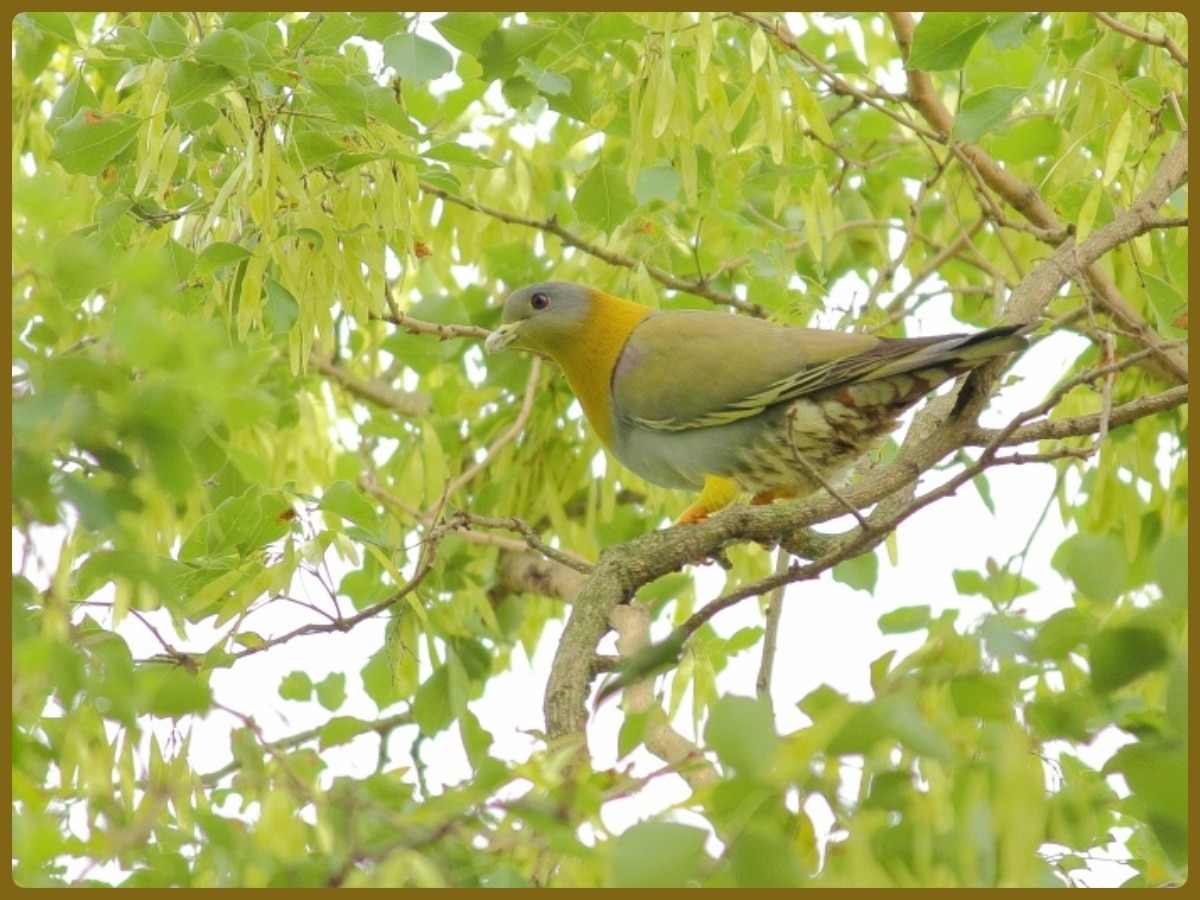 amazing facts Of green pigeon | Knowledge Story | Unique Bird | shy ...