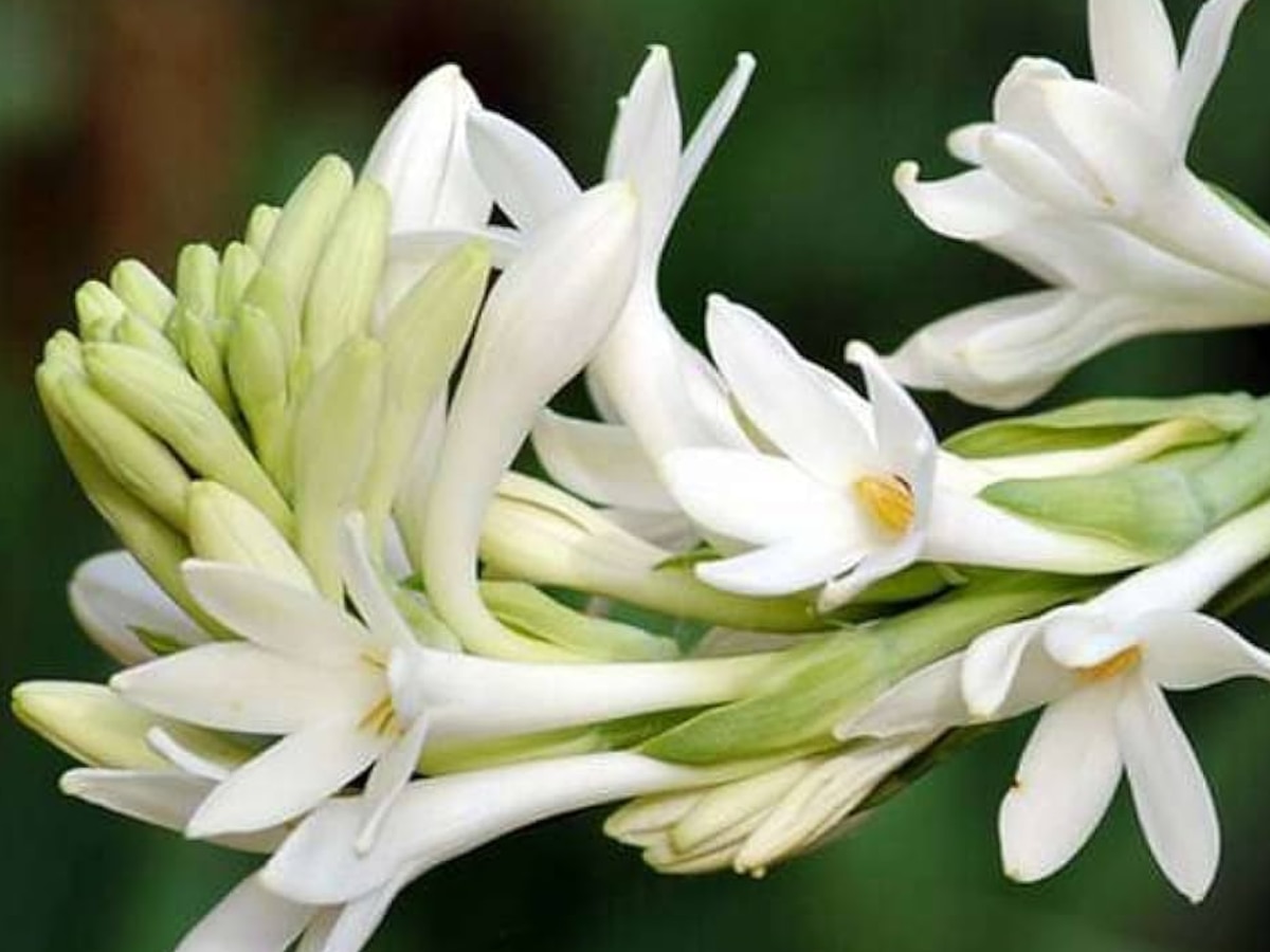 Vastu Tips for Lucky Dream Rajnigandha Plant benefits kis disha me ...