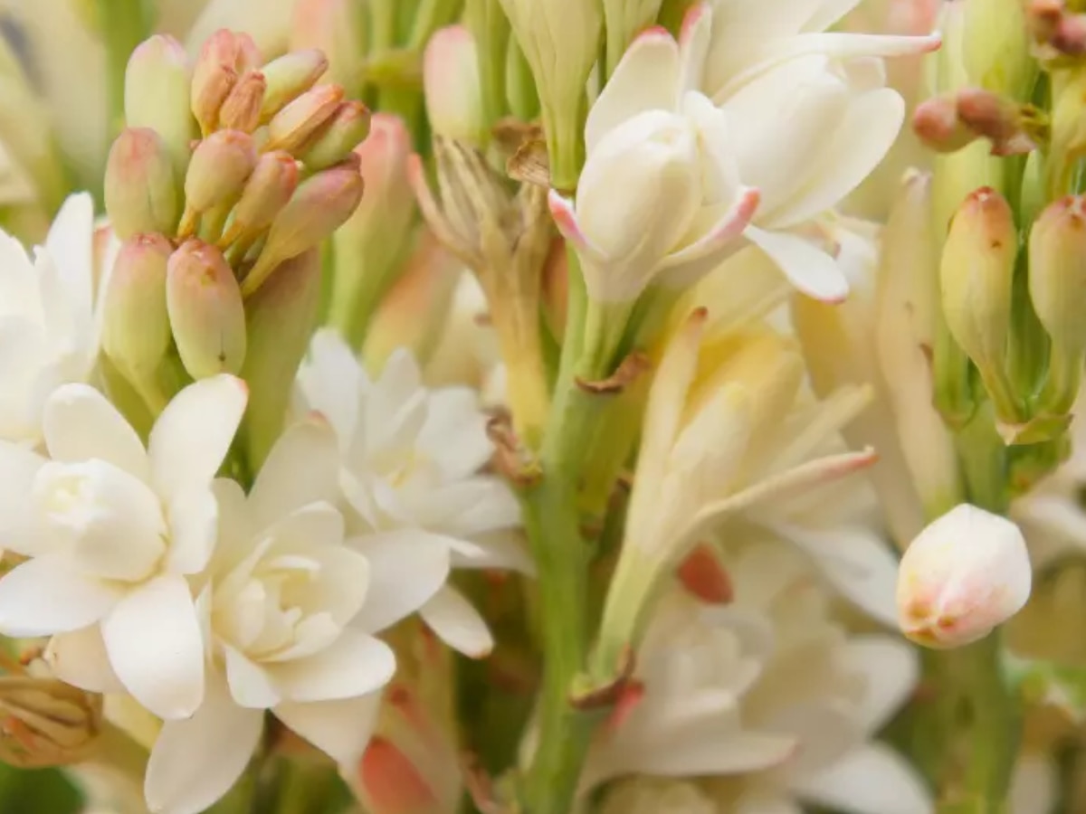 Vastu Tips for Lucky Dream Rajnigandha Plant benefits kis disha me ...