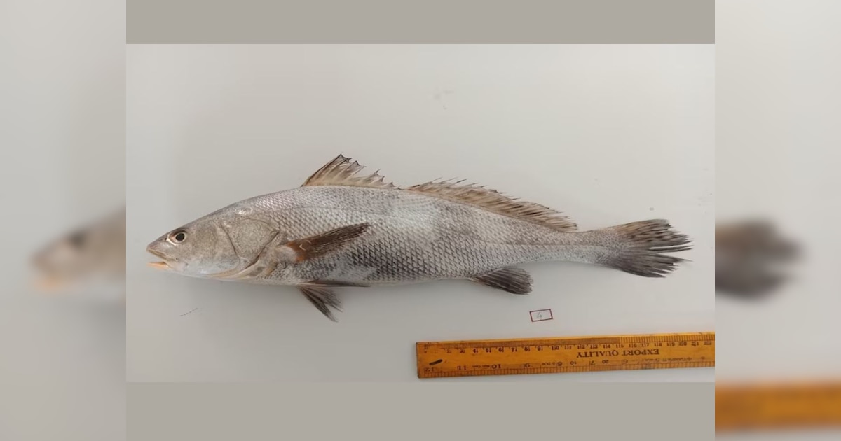 Ghol fish is used for making beer wine and medicine worth upto 5 lakhs