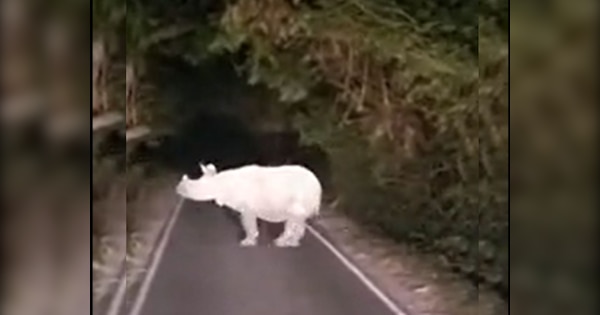 Viral Video Rhino seen at Katarniaghat Reserve Forest of Bahraich ...