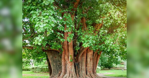 peepal tree amazing medicina health benefits home remedies for teeth ...
