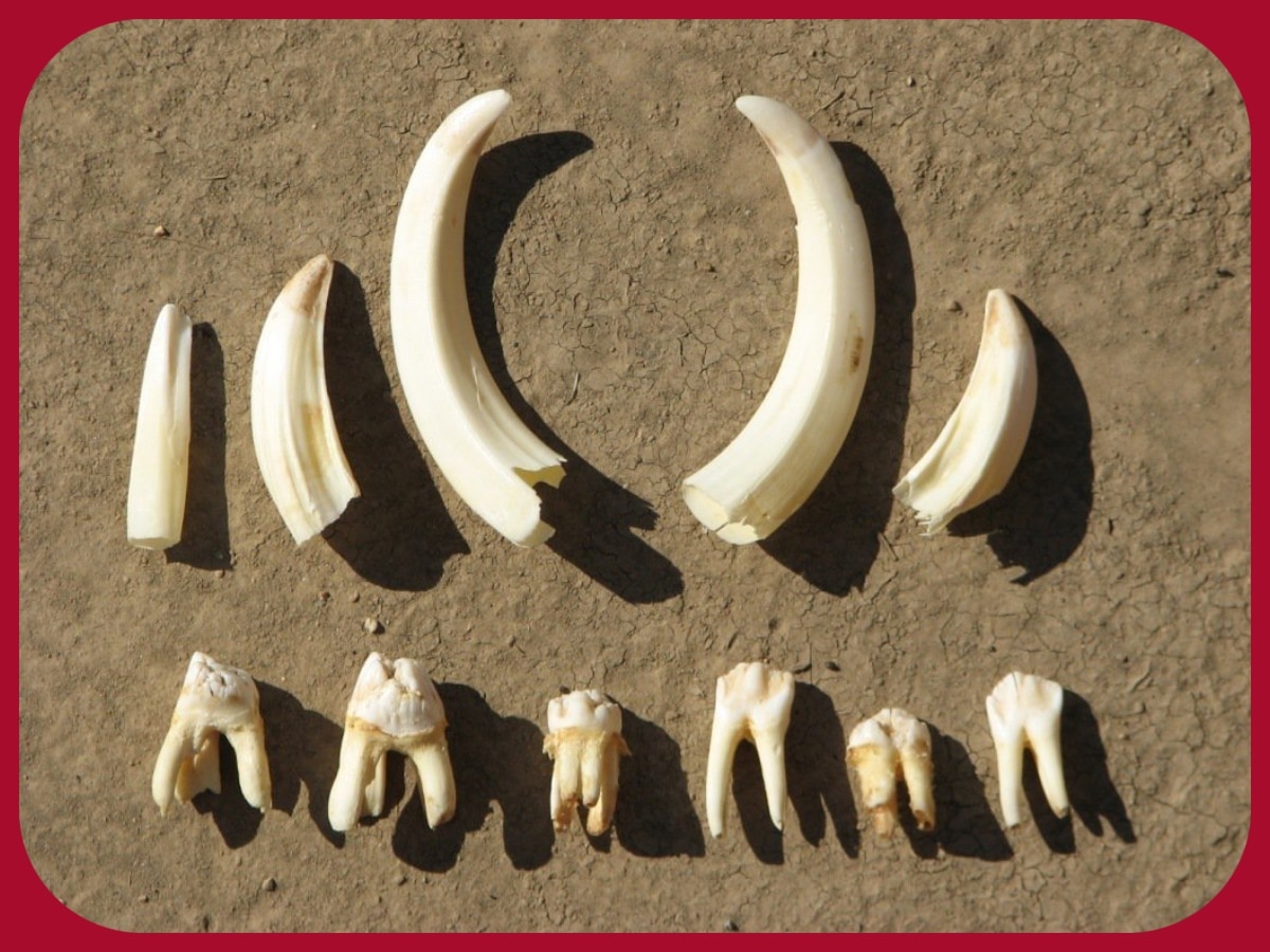 Knowledge wild boar teeth is most expensive teeth smuggled only one ...