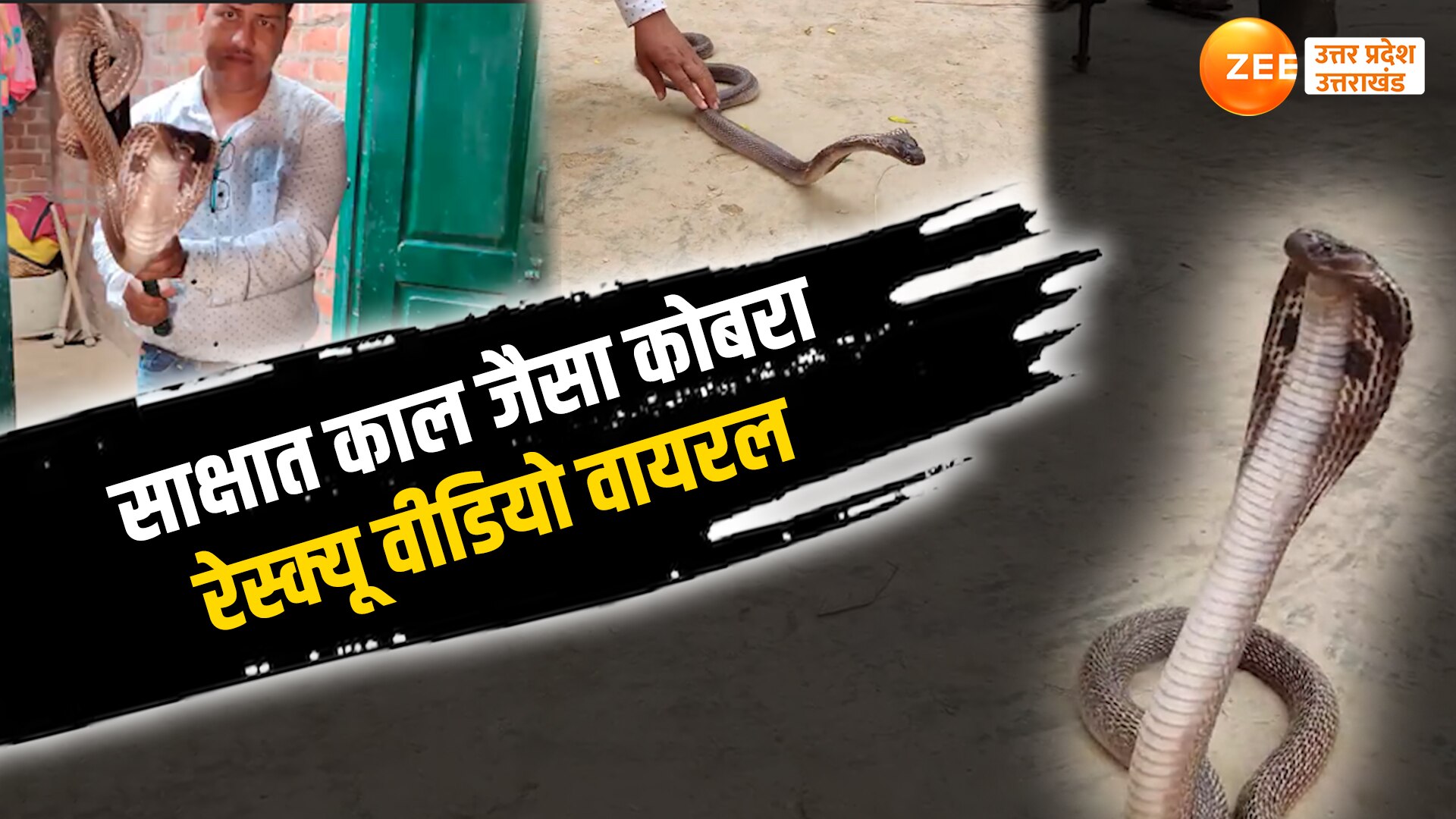 cobra snake video viral watch how an old cobra rescued from a house ...