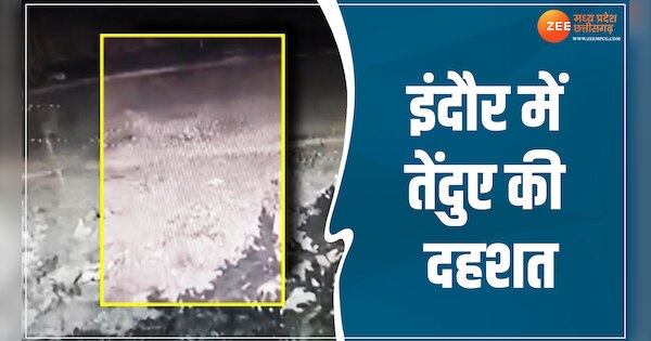 leopard in indore tendua movement captured in cctv in ralamandal ...