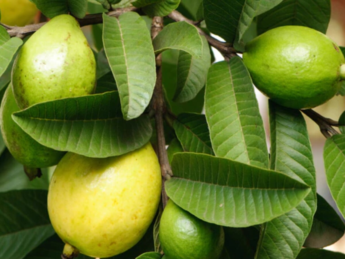 Health Tips Guava Leaves Benefits diabetes immunity digestion amrood ke ...