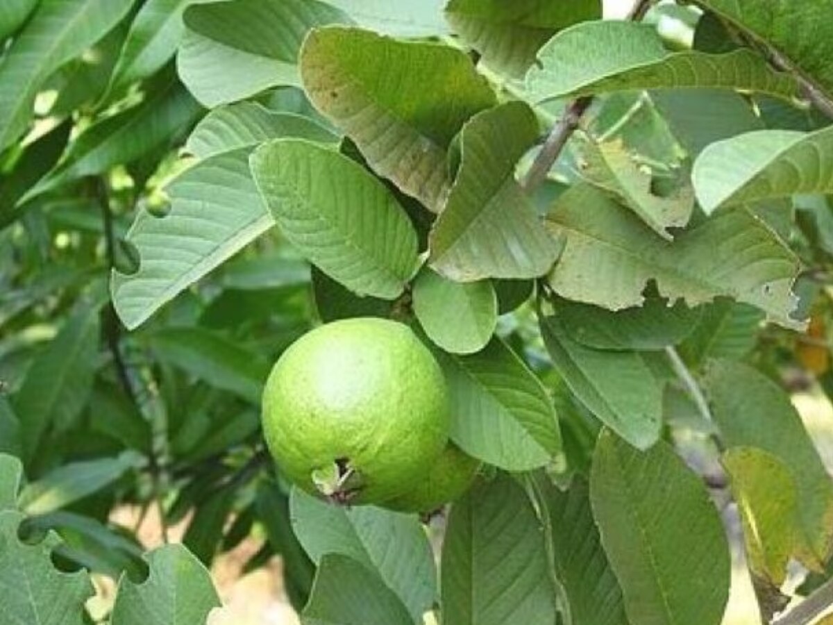 Health Tips Guava Leaves Benefits diabetes immunity digestion amrood ke ...