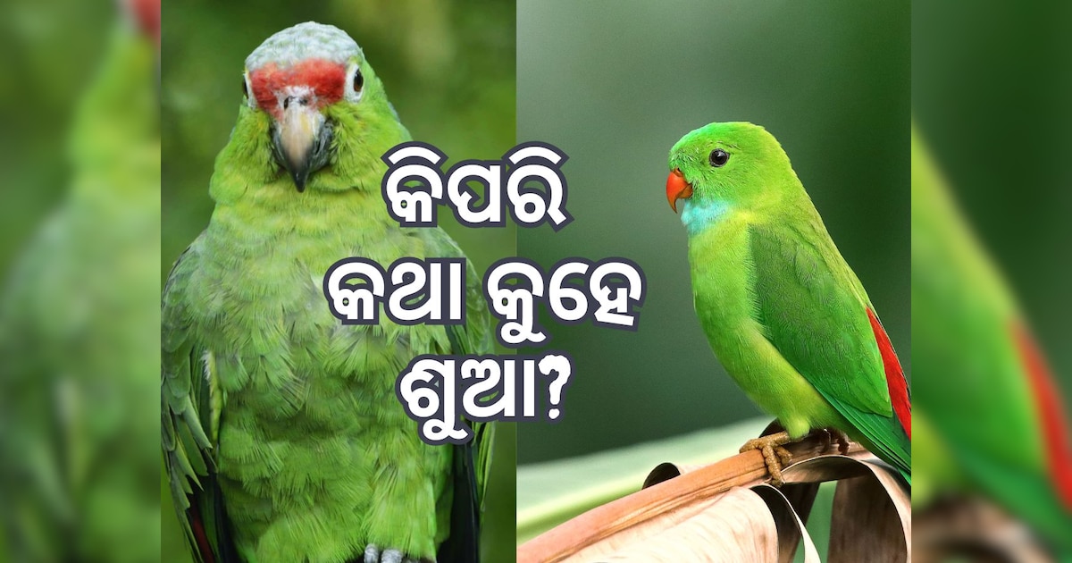 How do parrots imitate human voices know all the details