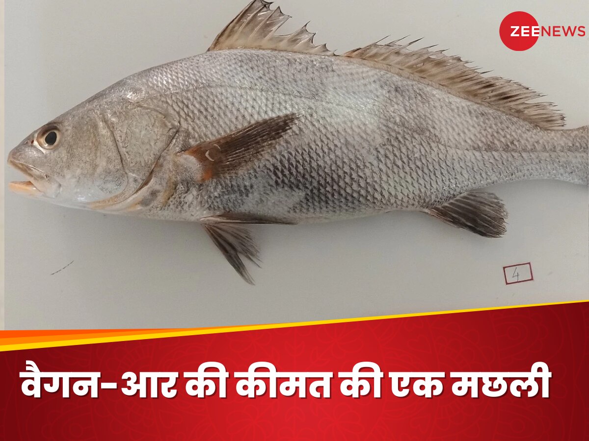 Ghol Fish available in India is more expensive than Wagon R car | भारत ...