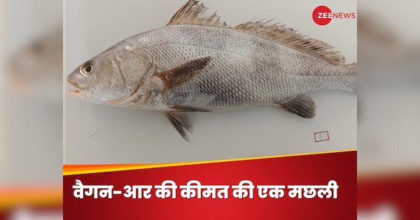 Ghol Fish available in India is more expensive than Wagon R car | भारत ...