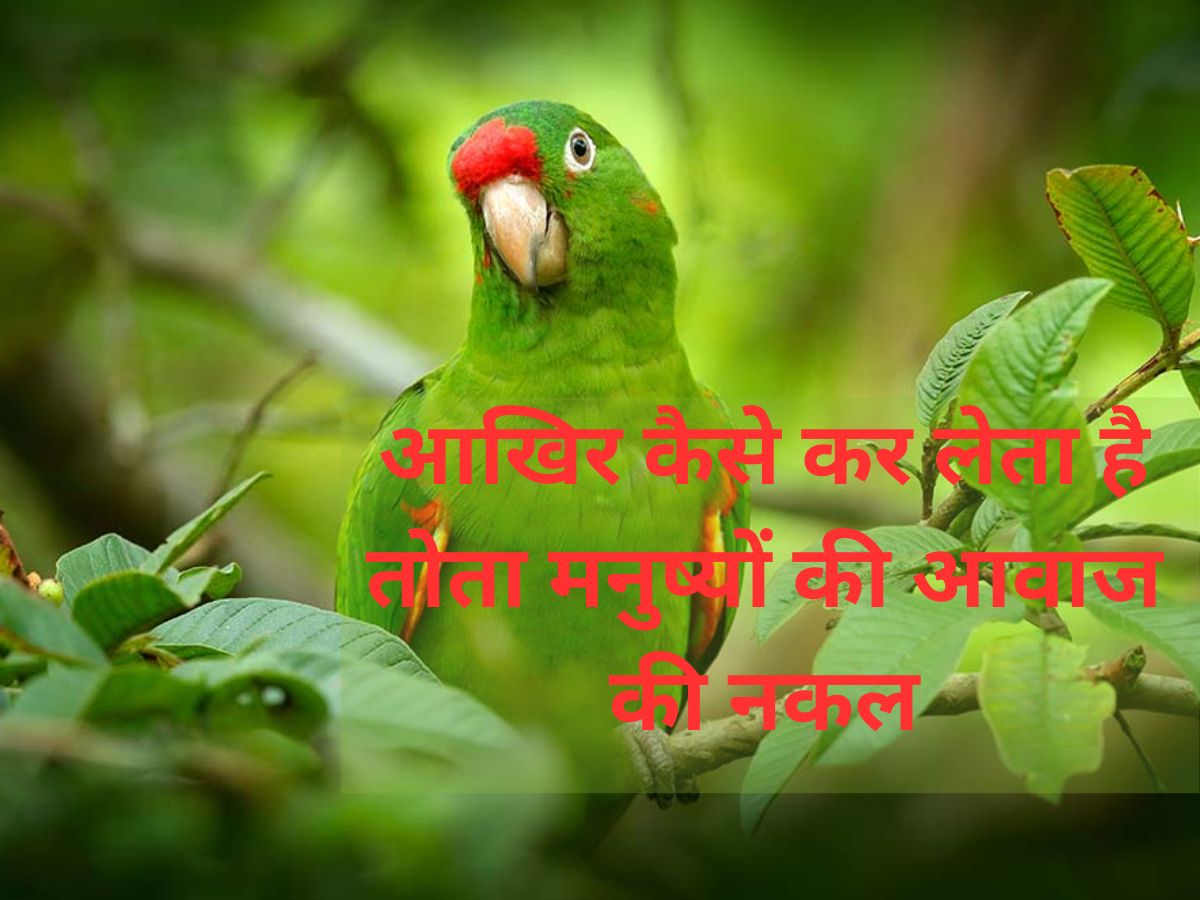 Science Facts How does a parrot imitate human voice, know the secret ...