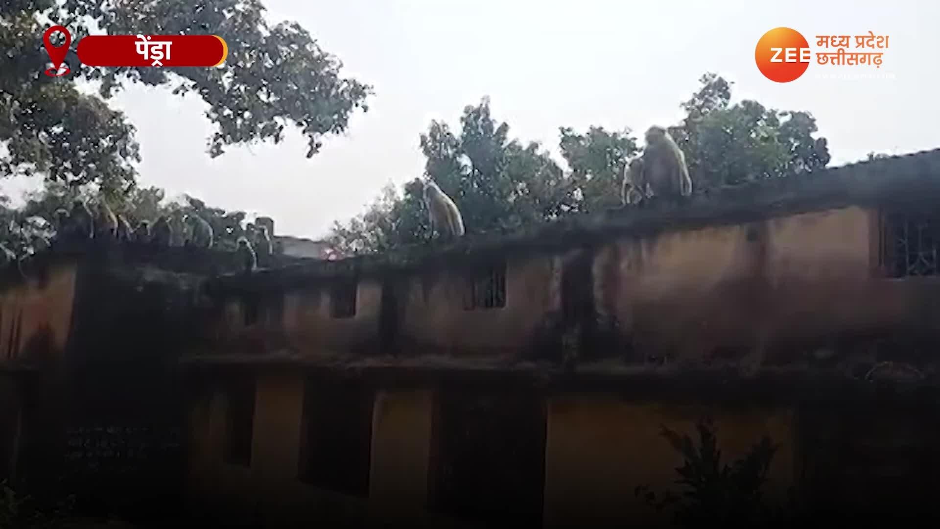 group of monkeys reached the monkey funeral emotional video goes viral ...