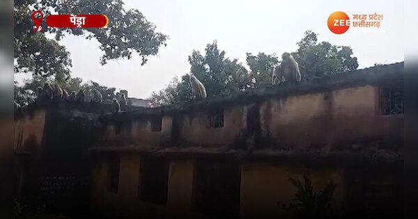group of monkeys reached the monkey funeral emotional video goes viral ...