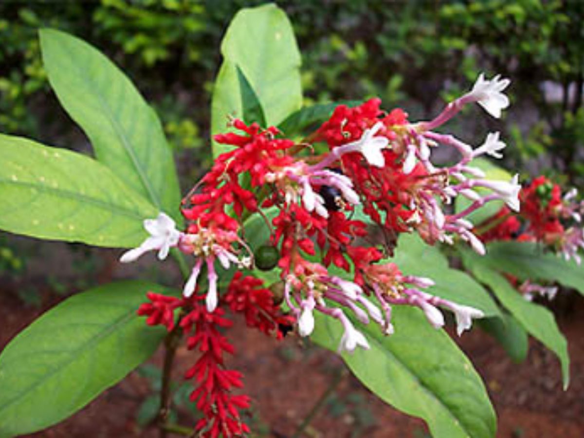 ब्लड प्रेशर के लिए रामबाण है सर्पगंधा का पौधा, मिलेंगे अनेक फायदे