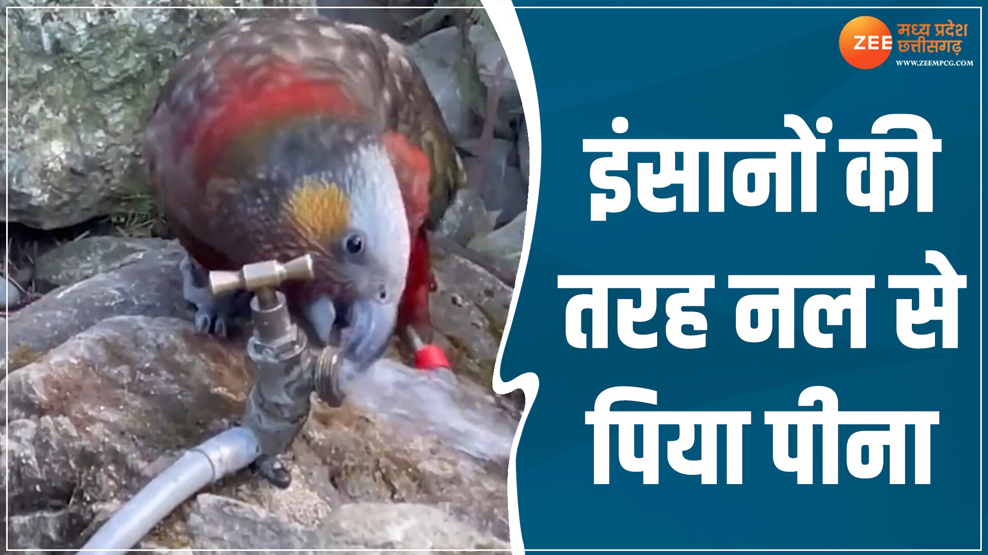 shocking video of bird drink water from tap like human being viral at ...
