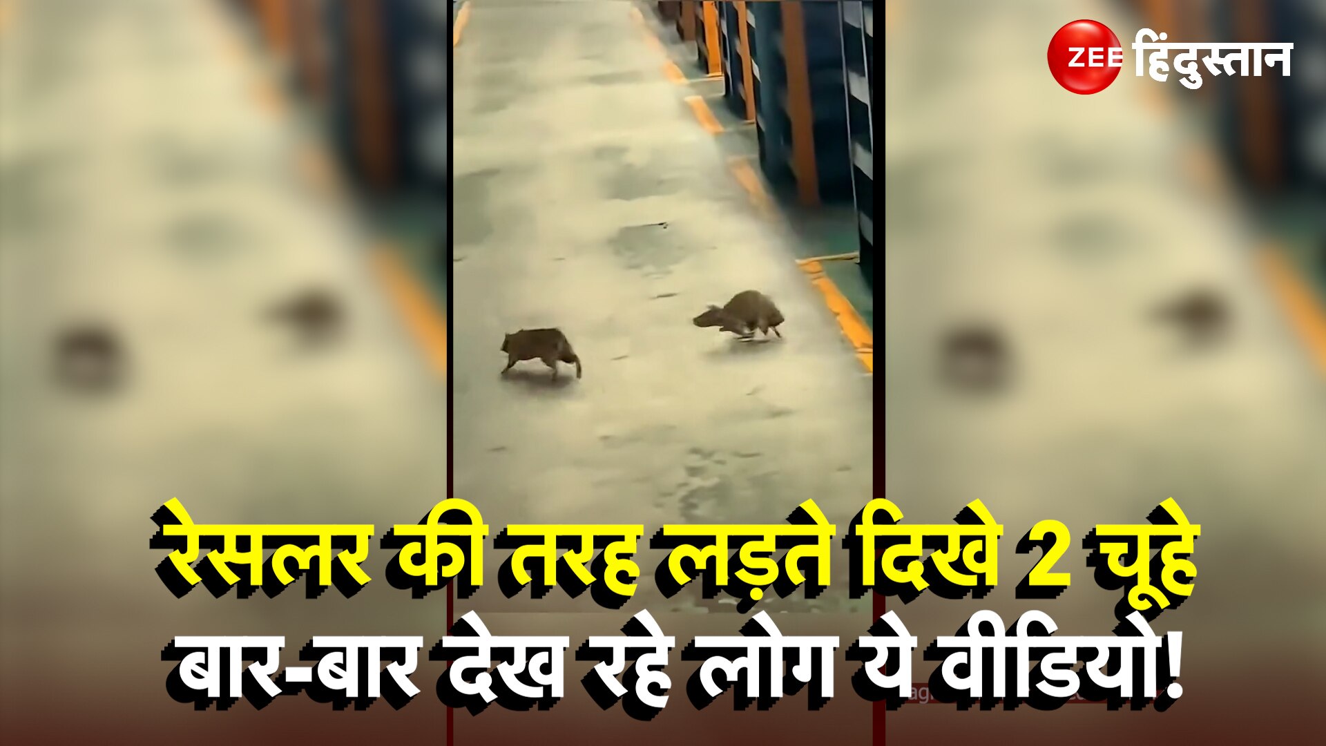 two rats fight in a funny way like wrestlers video goes viral | Viral ...