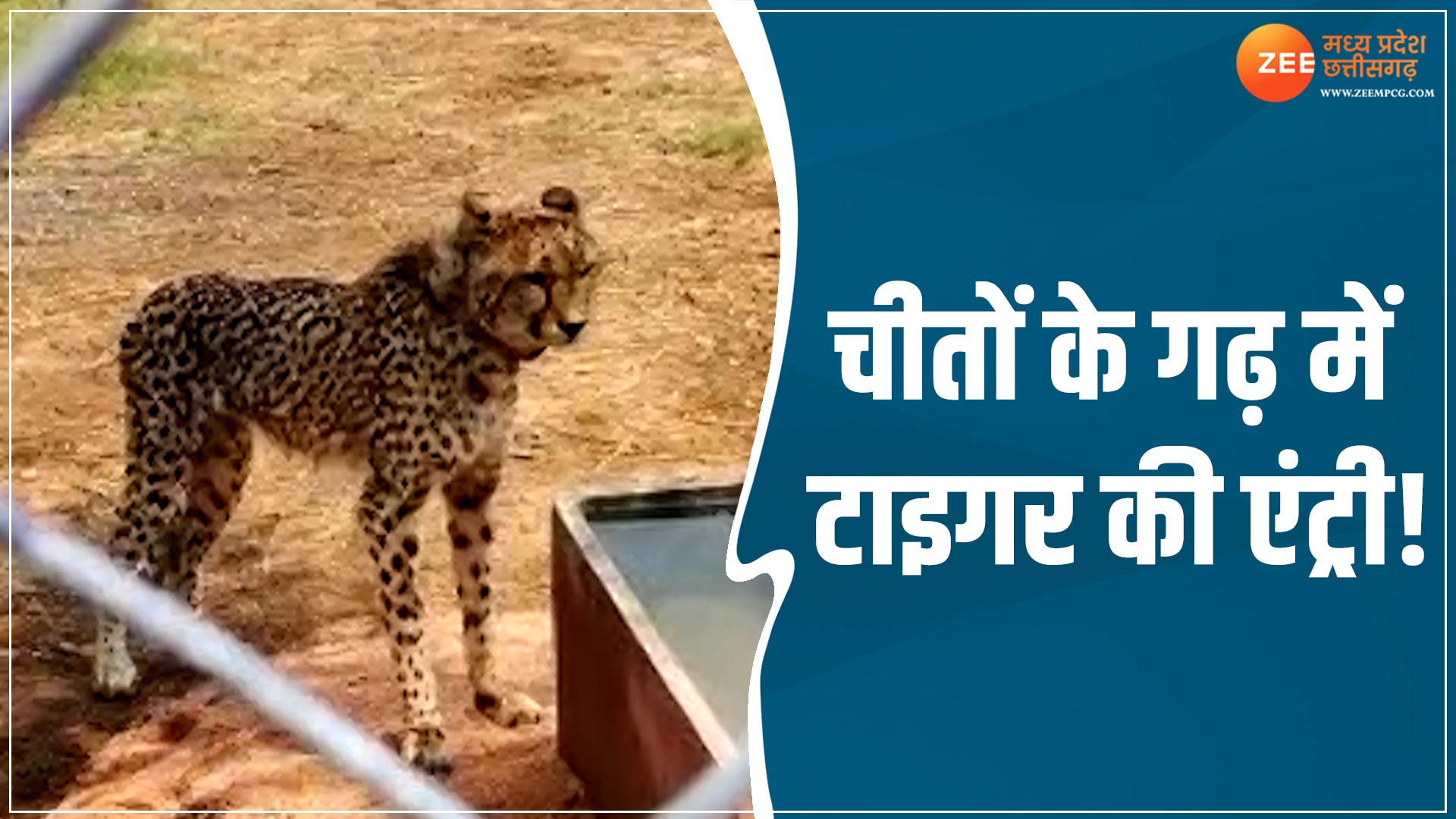 Tiger entry from Rajasthan Ranthambore Safari in Kuno National Park ...