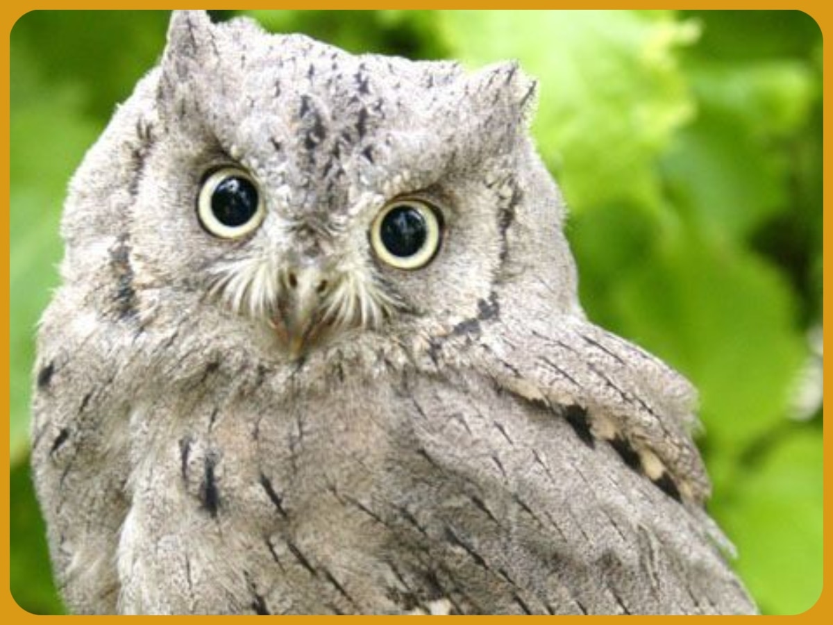 Knowledge Interesting Facts about ullu Benefits of Owls very ...
