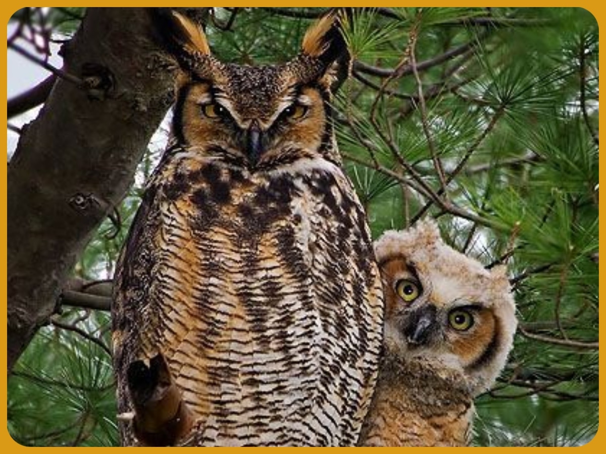 2485018-interesting-facts-owl-6.jpg?im=FitAndFill=(1200,900)