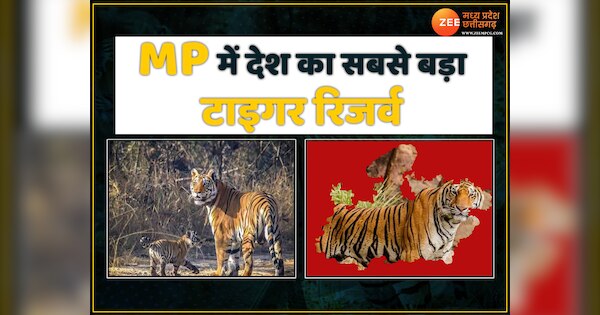 दमोह में होगा भारत का सबसे बड़ा टाइगर रिजर्व, नोरादेही अभ्यारण्य ...