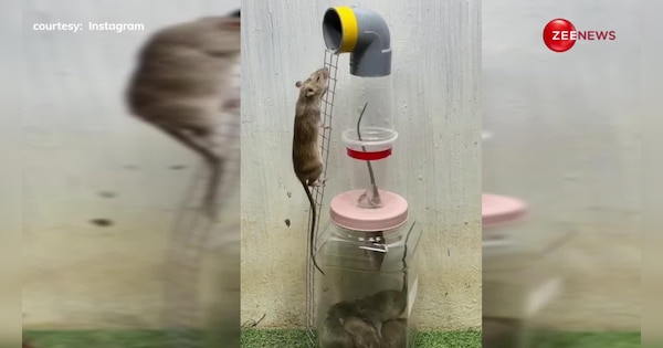 easy tricks of catching rats chuhe pakadne ka desi tarika | चूहे पकड़ने ...