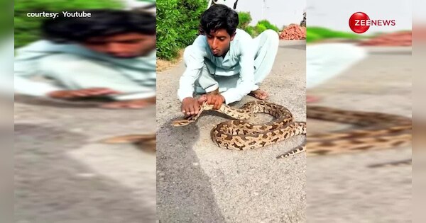 10 feet long python was lying on road you get shocked after see video ...