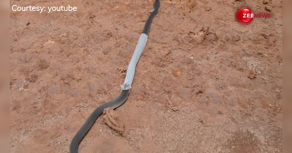 This is how snake takes out its cocoon video went viral 6 years ago ...