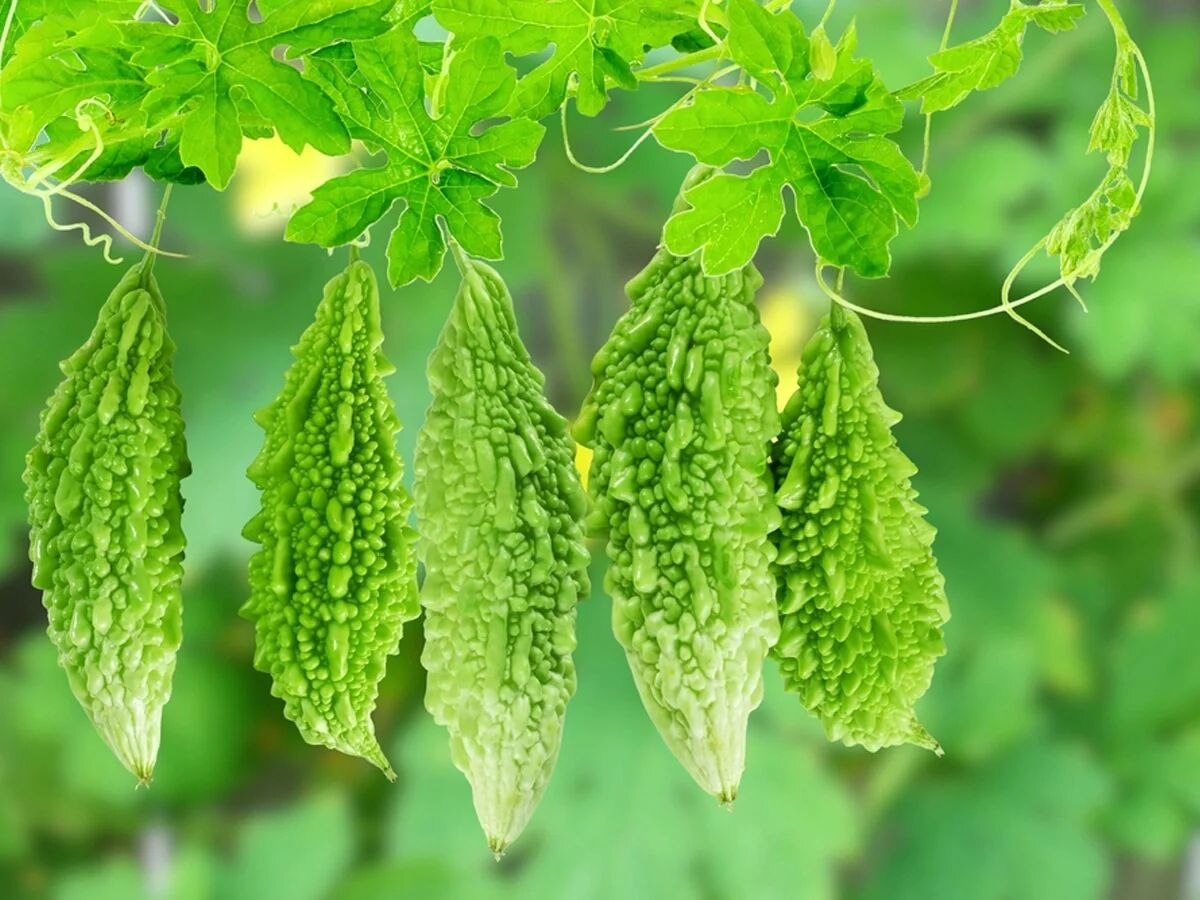 7 bitter vegetables that are super healthy | स्वाद में कड़वी ये 7 ...